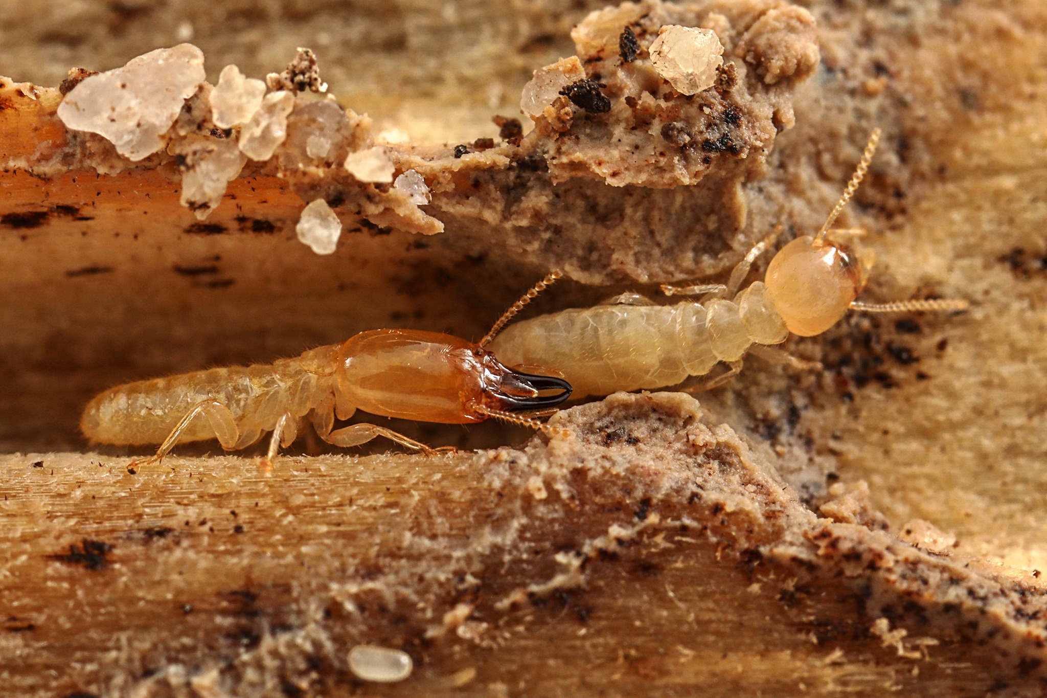 Ecolatina - Control de Plagas